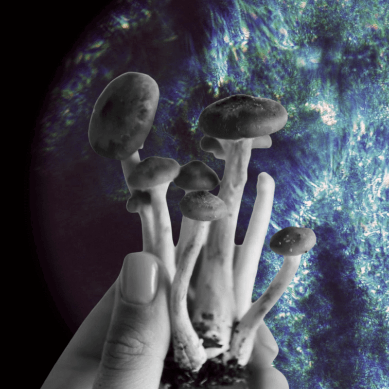 Magic Mushroom Dosage 101
